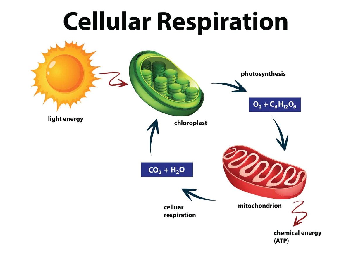 GCSE Biology – Bioenergetics - Edumentors