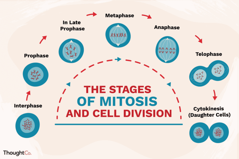 The Stages of Mitosis – A-level Biology Revision - Edumentors