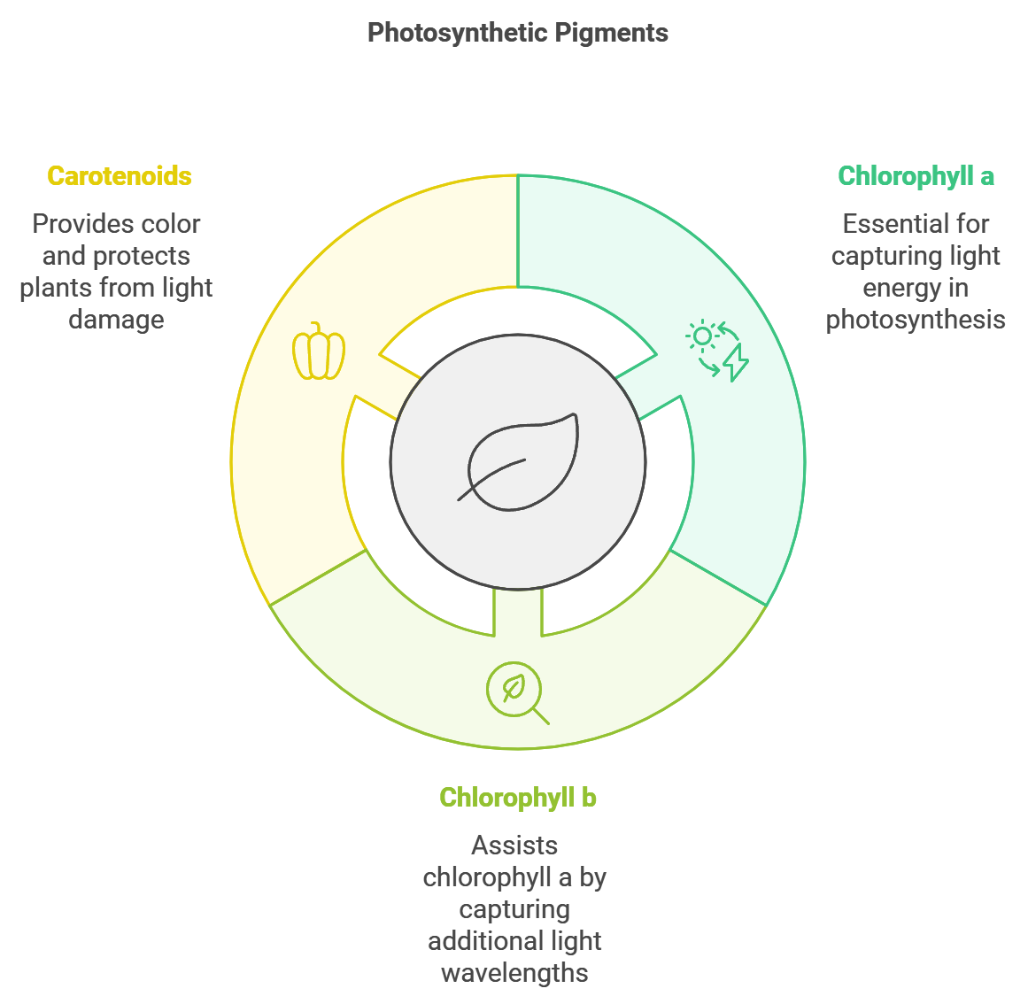 The Light-Dependent Reactions of Photosynthesis: A-Level