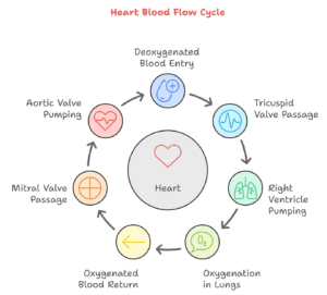 Structure of The Heart (A-level Biology) - Edumentors