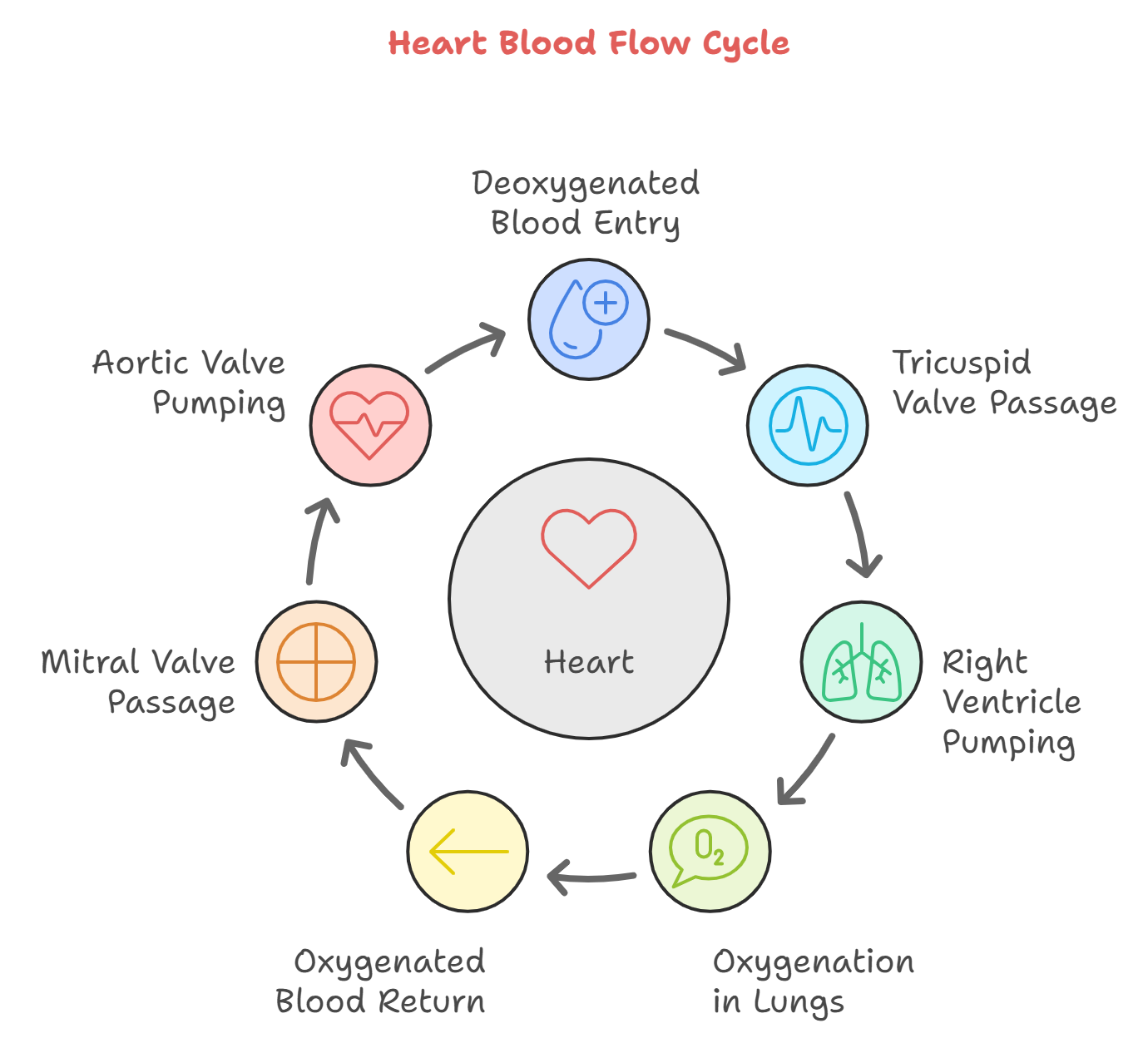 Structure of The Heart (A-level Biology) - Edumentors
