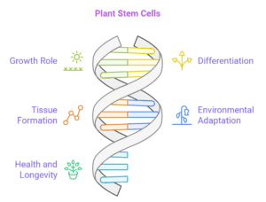 Stem Cells GCSE Biology - Everything You Need To know