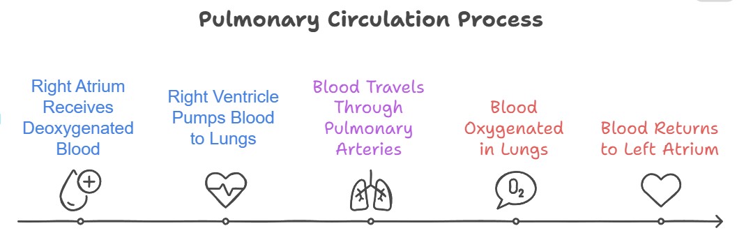 The Heart Diagram GCSE Biology – Detailed Guide - Edumentors