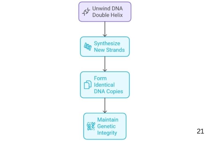 What Is DNA Replication A-Level Biology? - A Detailed Guide