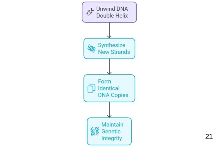 What Is DNA Replication A-Level Biology? - A Detailed Guide