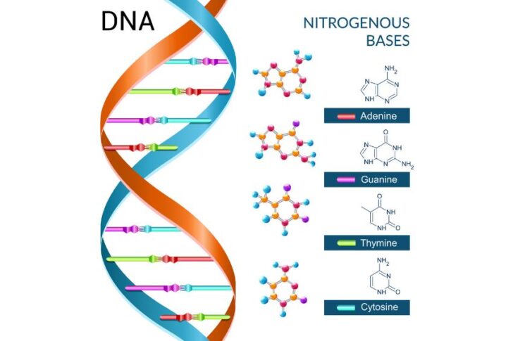 What Is DNA Replication A-Level Biology? - A Detailed Guide