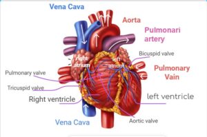 The Heart Diagram GCSE Biology – Detailed Guide - Edumentors