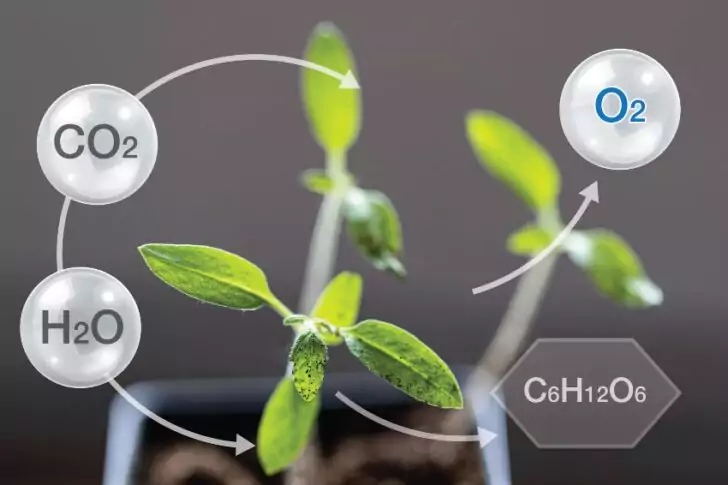 Limiting Factors of Photosynthesis (A-Level Biology)
