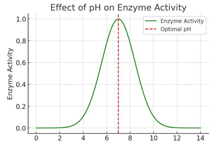 Lock and Key Theory Explained - GCSE Biology