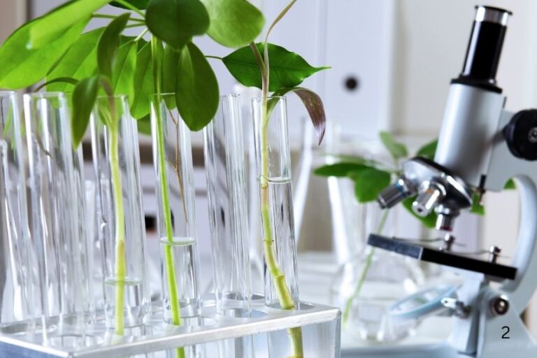 What is Transpiration in Plants? (GCSE Biology